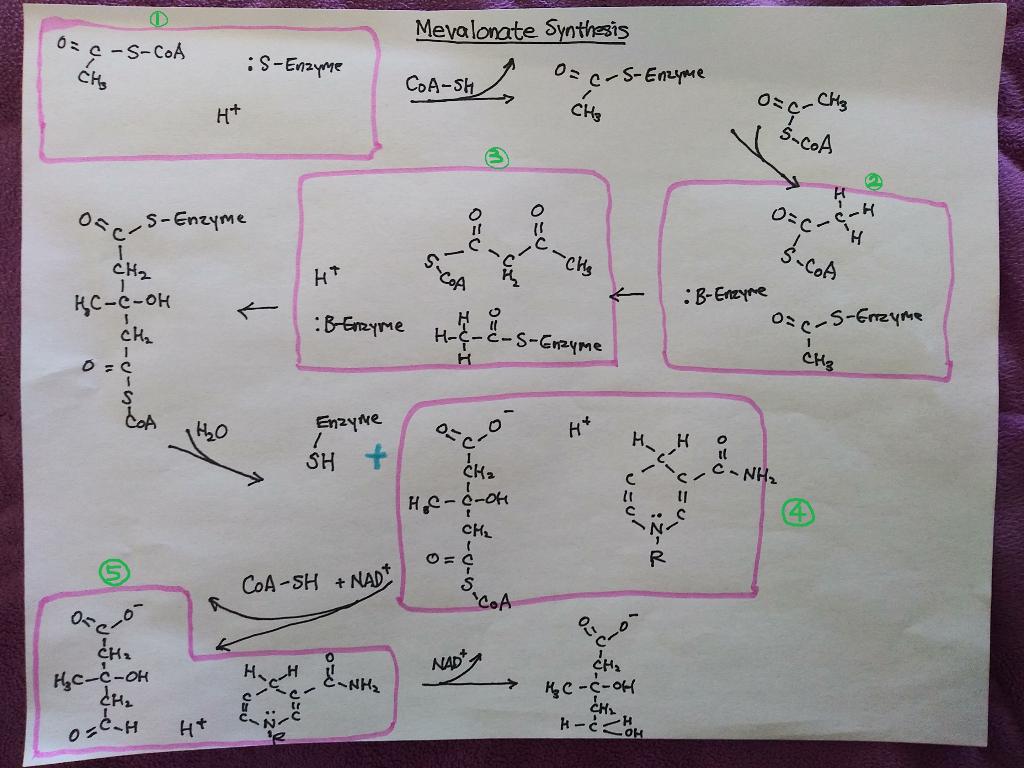 Solved Draw the mechanism for the reaction of the pathway of | Chegg.com