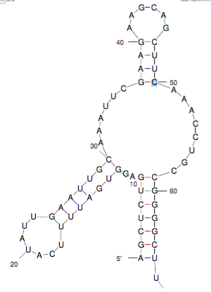 Solved Determine : 2.the number of nucleotides in the | Chegg.com