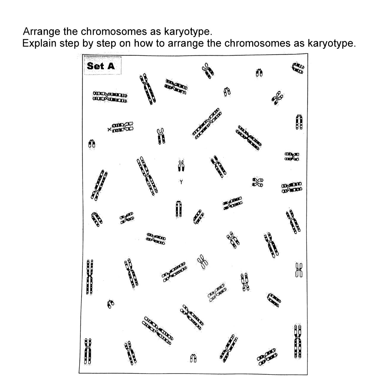 Solved Arrange the chromosomes as karyotype. Explain step by | Chegg.com