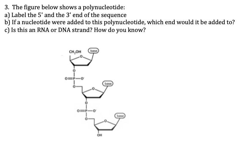 Solved 3. The figure below shows a polynucleotide: a) Label | Chegg.com