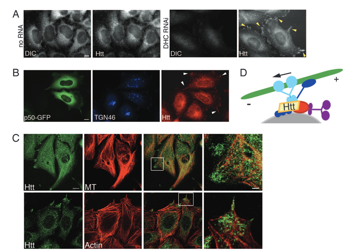 Solved 5In Figure 5, how does the localization of Htt change | Chegg.com