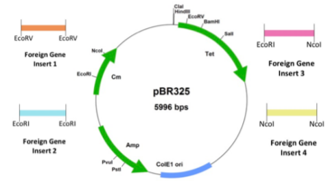 Solved 4. The scheme below depicts the cloning vector pBR325 | Chegg.com