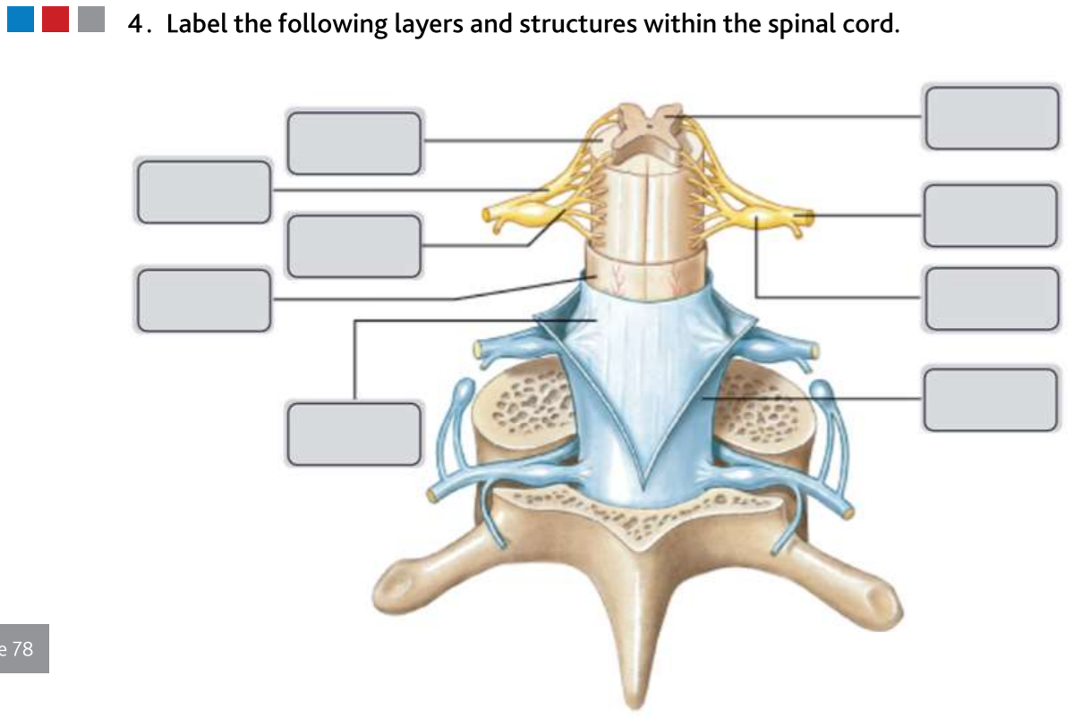 Solved 4. Label the following layers and structures within | Chegg.com