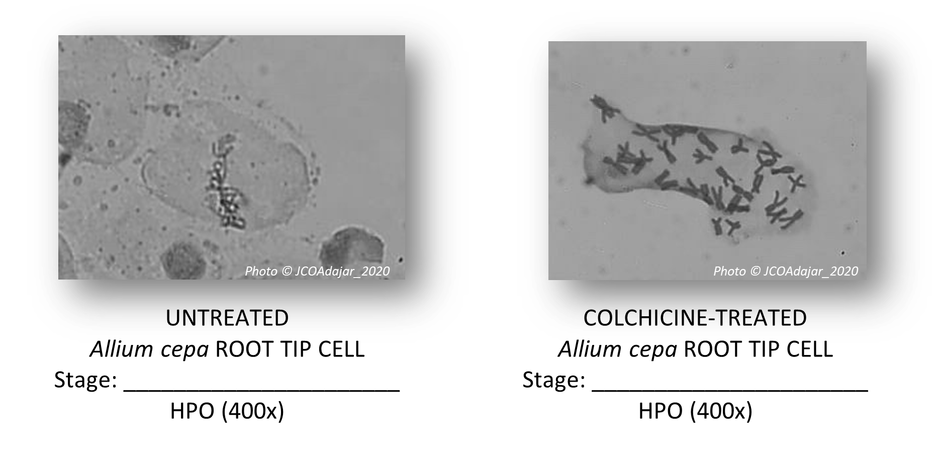 Solved Identify the stage of cell division and what type of | Chegg.com
