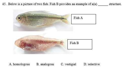 Solved 41. Identify the substance at letter A. Strawberry | Chegg.com