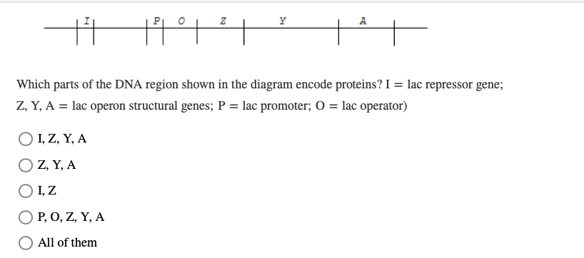 Solved A lac operon of genotype lacl + lacP + laco + | Chegg.com