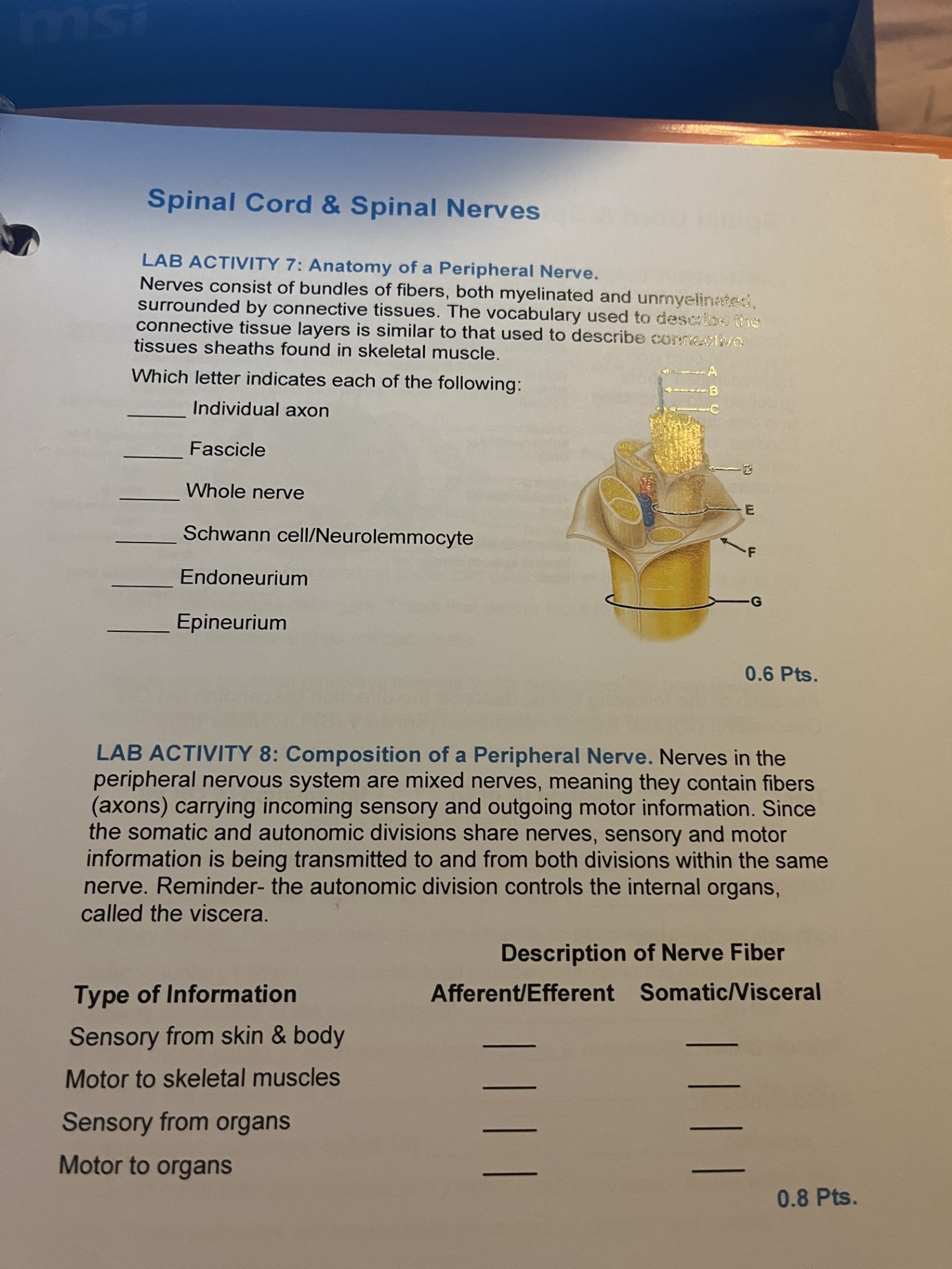 Solved LAB ACTIVITY 7: Anatomy of a Peripheral Nerve. Nerves | Chegg.com