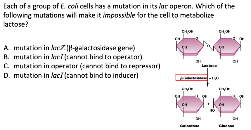 Solved Each of a group of E. coli cells has a mutation in | Chegg.com