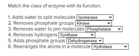 Solved Match the class of enzyme with its function. 1. Adds | Chegg.com