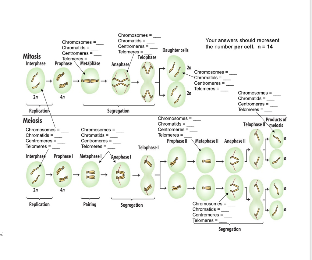 Solved Chromosomes Chromatids Centromeres- Telomeres | Chegg.com