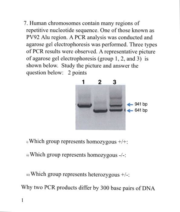 Solved What is the function of Arabinose in transformation | Chegg.com