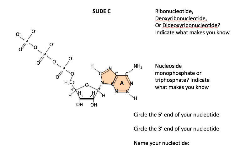 Solved SLIDE C Ribonucleotide, Deoxyribonucleotide, Or | Chegg.com