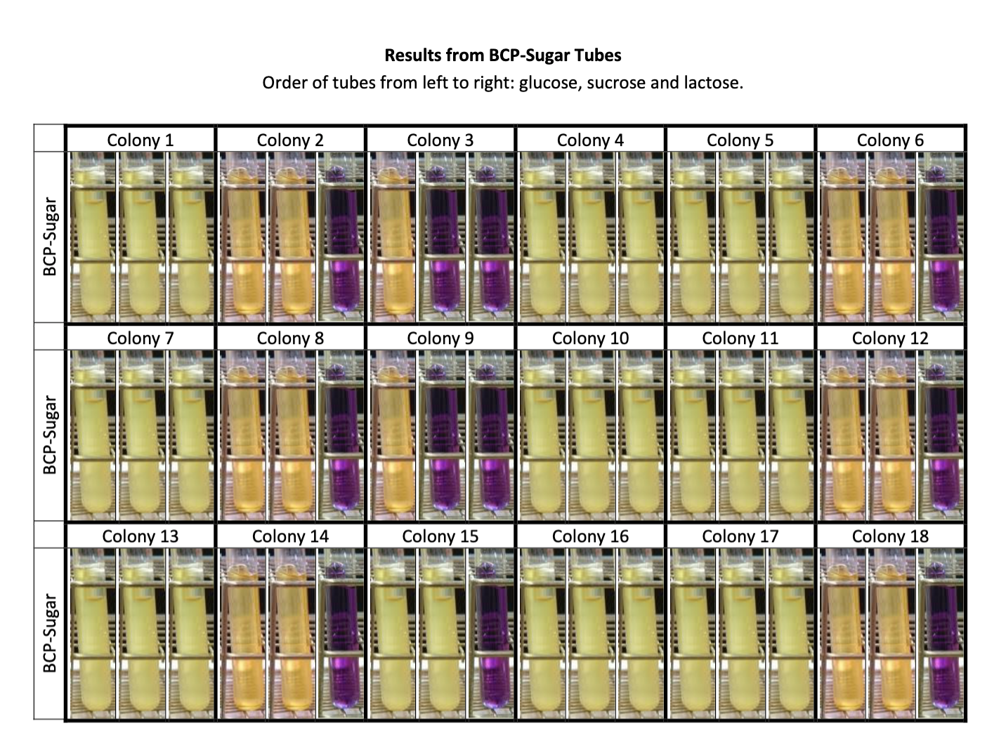 Solved Results from Blood Agar and MSA Plates Results | Chegg.com