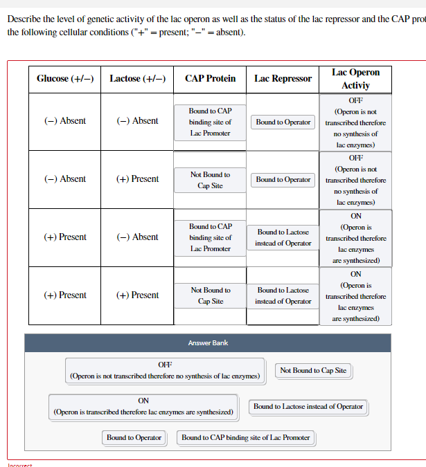 Solved Describe the level of genetic activity of the lac | Chegg.com