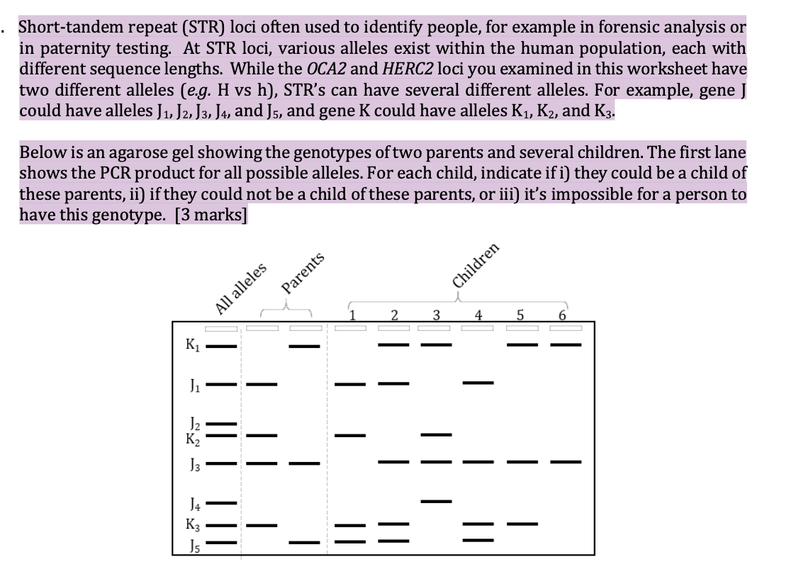 Solved Short-tandem repeat (STR) loci often used to identify | Chegg.com