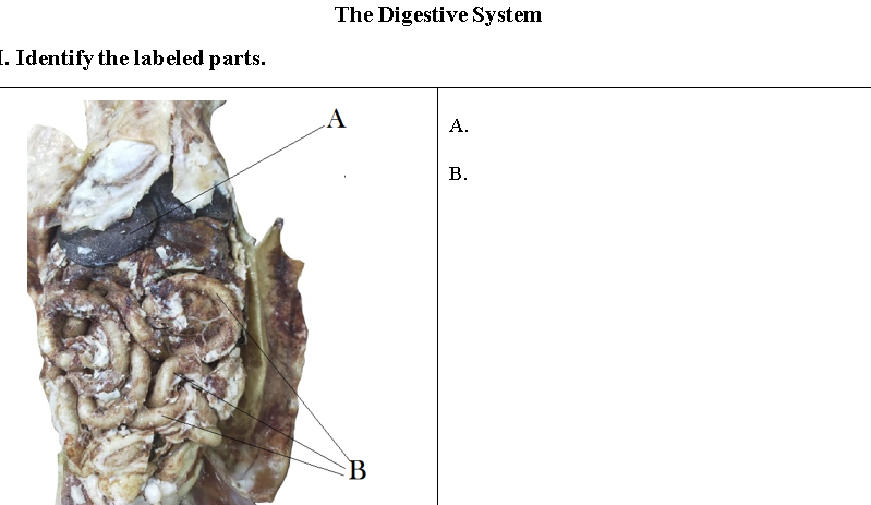 Solved The Digestive System 1. Identify the labeled parts. A | Chegg.com