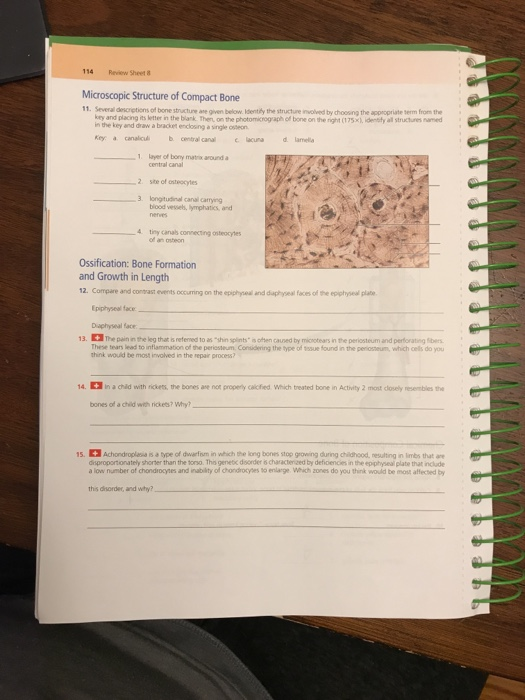Solved 114 Review Sheet8 Microscopic Structure of Compact | Chegg.com