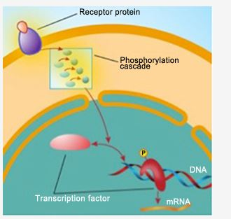 Solved Below is a model of a signal transduction pathway | Chegg.com