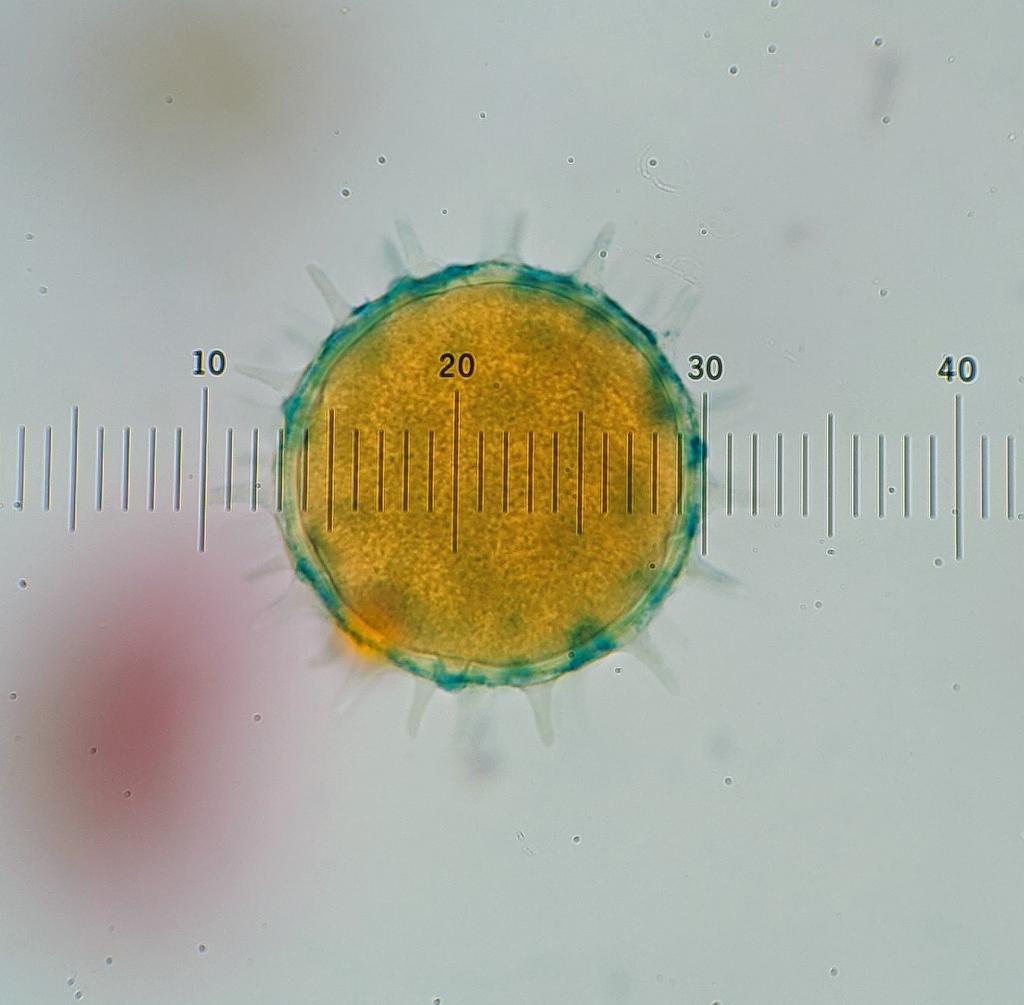 This specimen was photographed using the scanning | Chegg.com