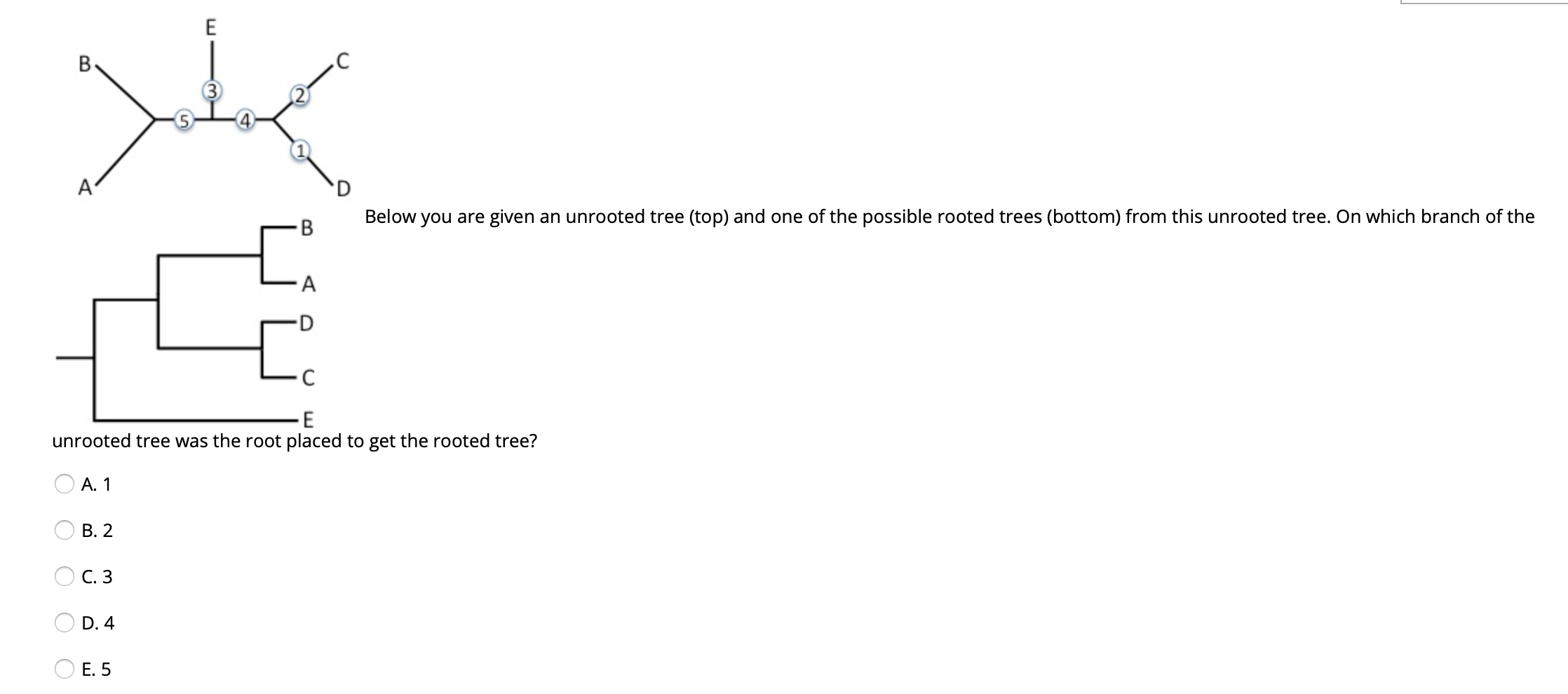 Solved E B. C A. Below you are given an unrooted tree (top) | Chegg.com