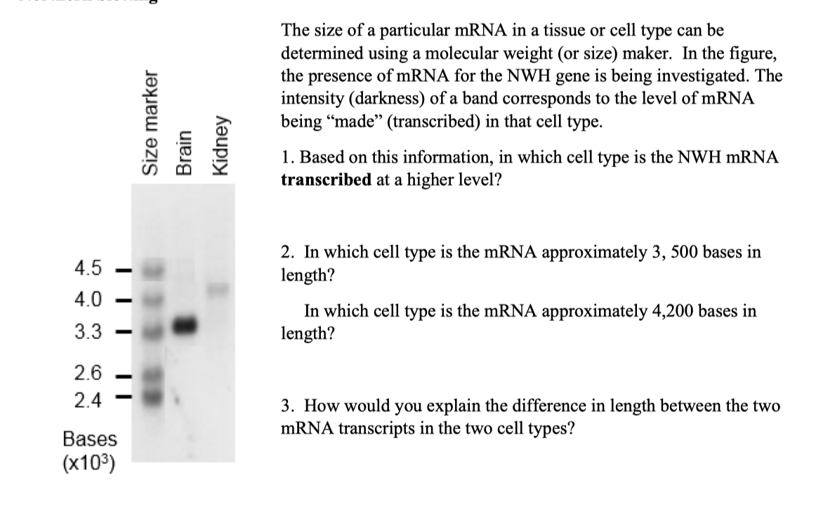 Solved The size of a particular mRNA in a tissue or cell | Chegg.com