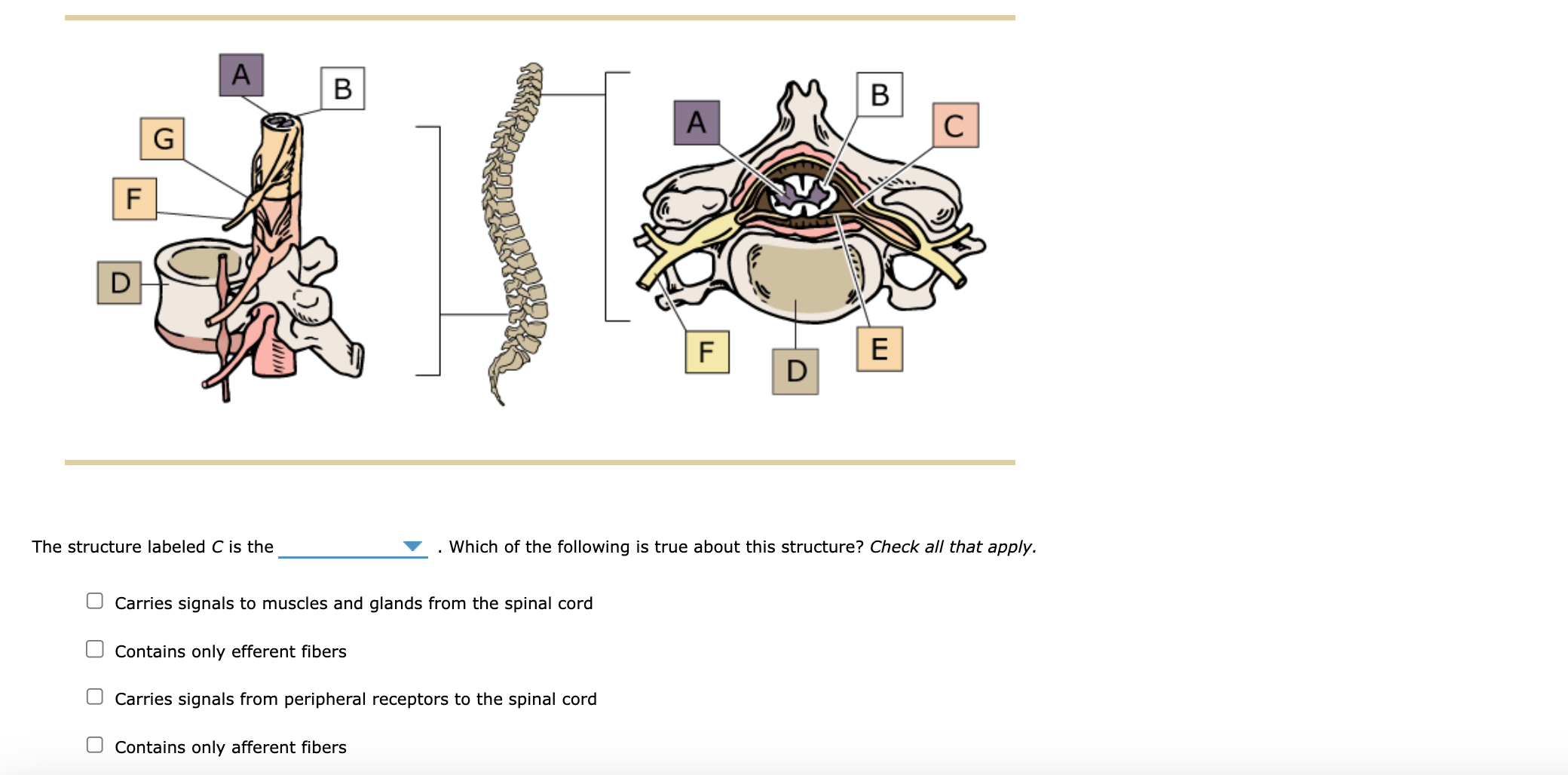 Solved C Note that the spinal cord the entire length of the | Chegg.com