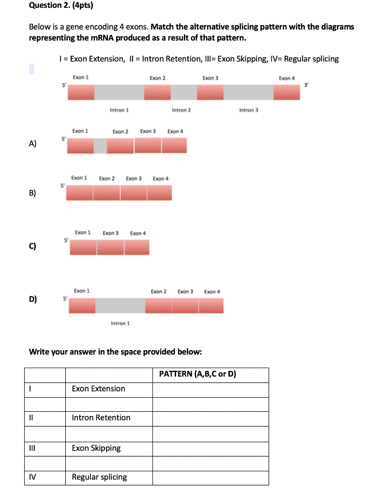 Solved Question 2. (4pts) Below is a gene encoding 4 exons. | Chegg.com