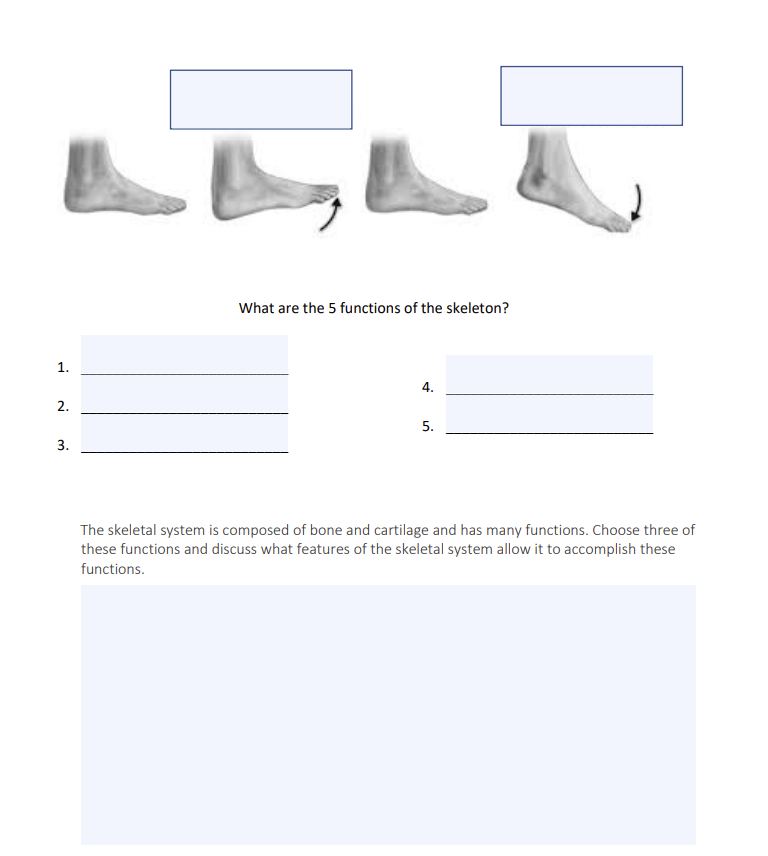 What are the 5 ﻿functions of the skeleton?The | Chegg.com