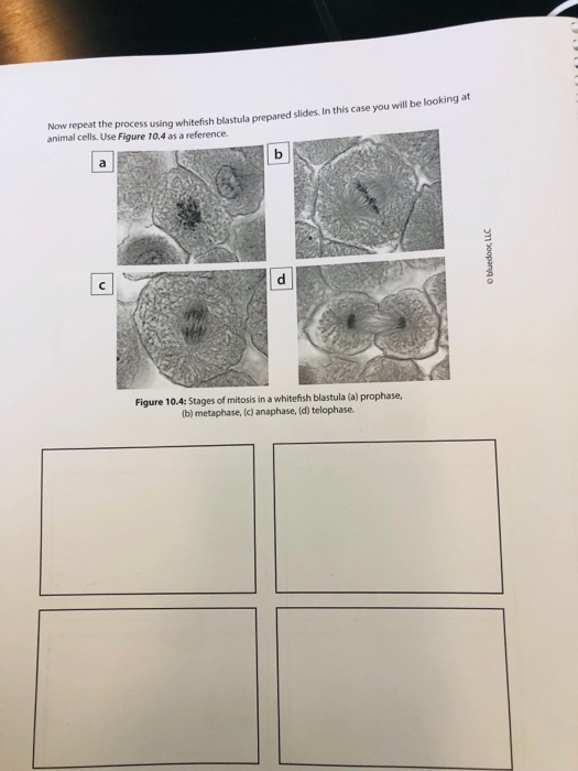 Procedure OBSERVING MITOSIS First you will examine | Chegg.com
