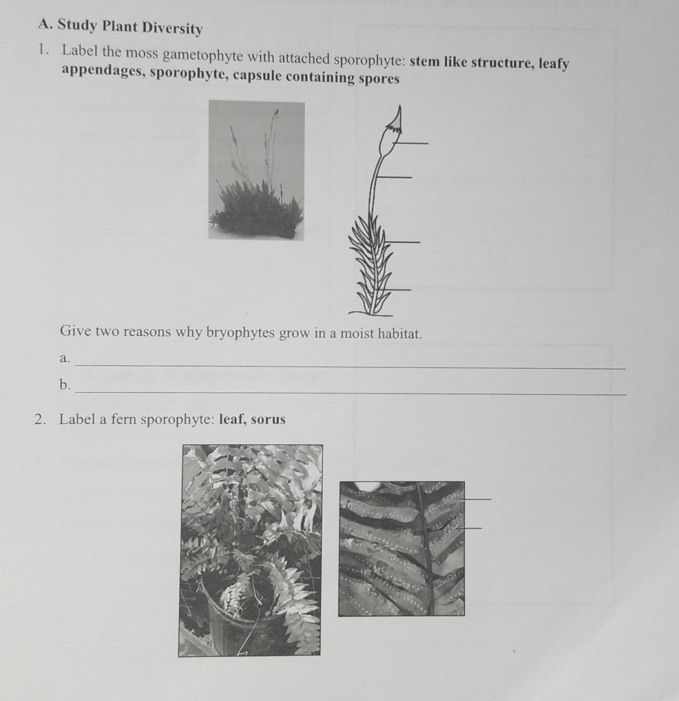 Solved A. Study Plant Diversity 1. Label the moss | Chegg.com