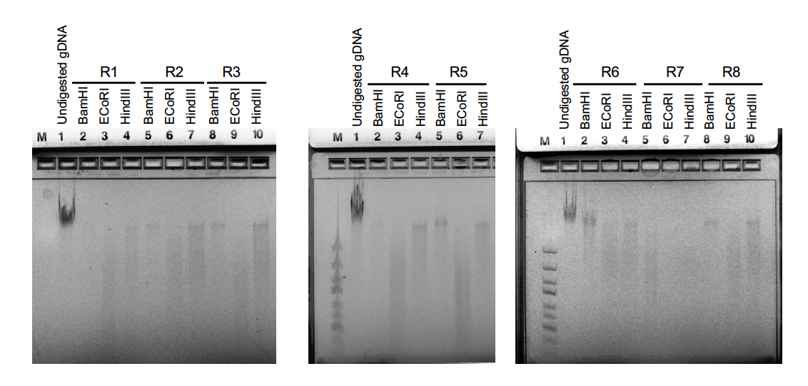 Solved This is genetics gDNA gels series 1 figure . The | Chegg.com