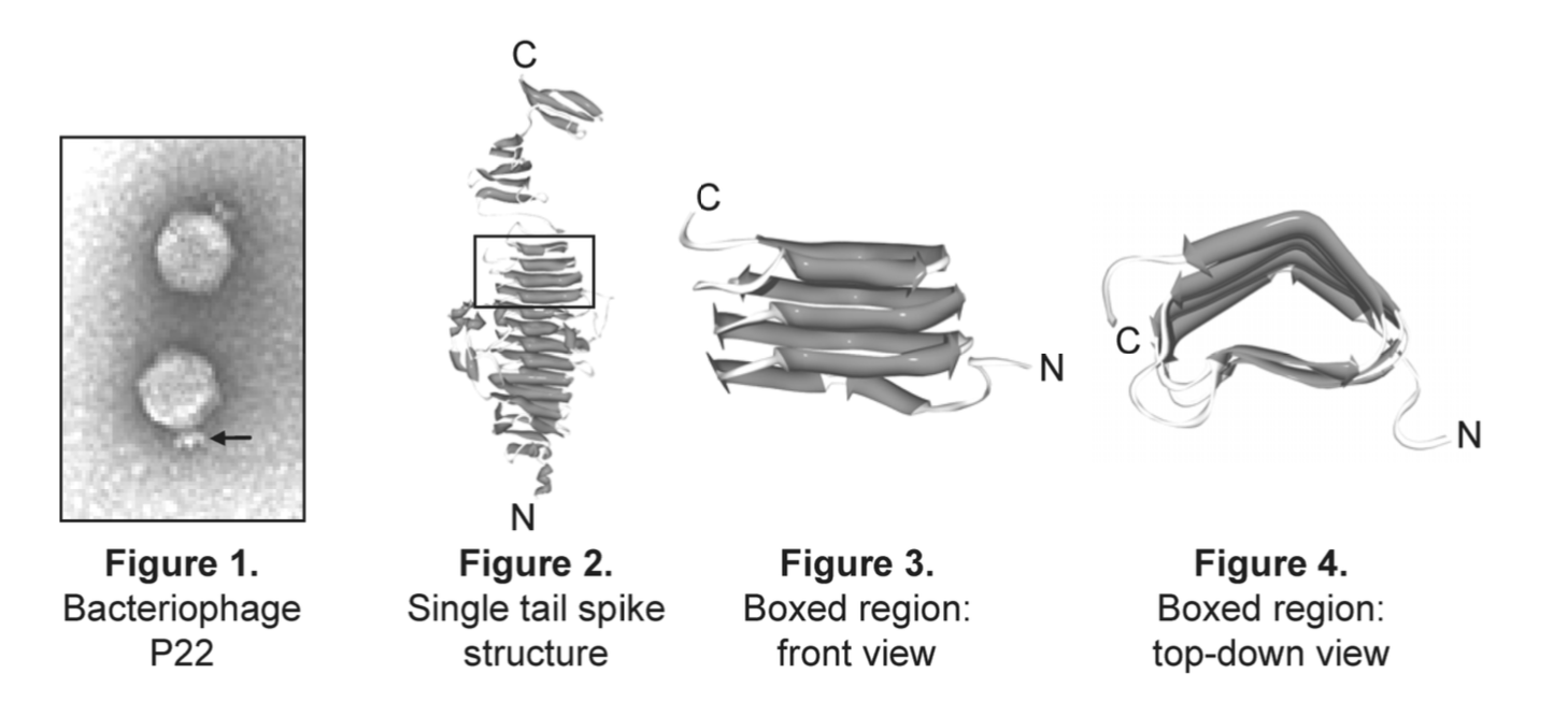 Solved In 1994, the structure was reported of the tail spike | Chegg.com