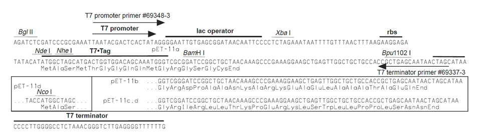 Solved Figure 1: Vector map of pET-11a to d cloning | Chegg.com
