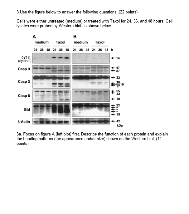 Please Explain 3a-c. I am really confused and would | Chegg.com