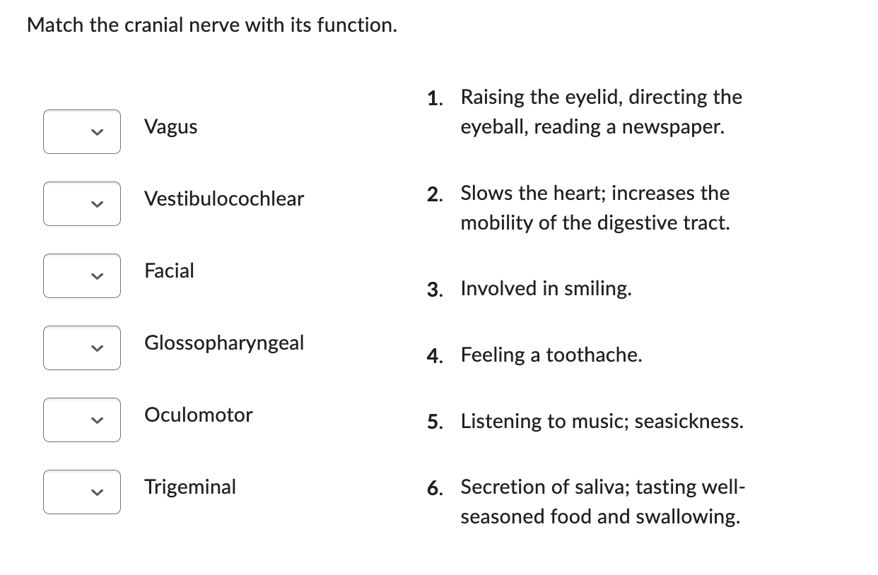 Solved Match the cranial nerve with its function. > | Chegg.com