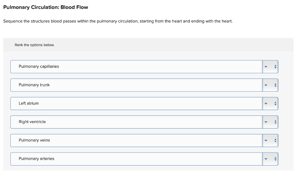 Solved Pulmonary Circulation: Blood Flow Sequence the | Chegg.com