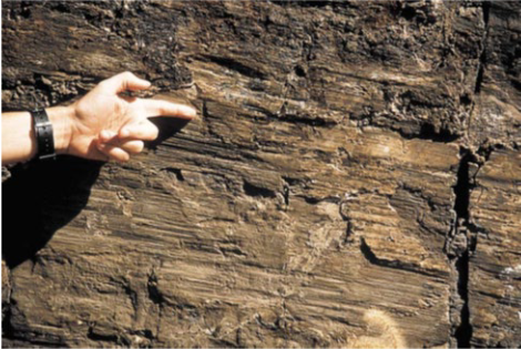 Solved how can you tell the direction of movement from a | Chegg.com