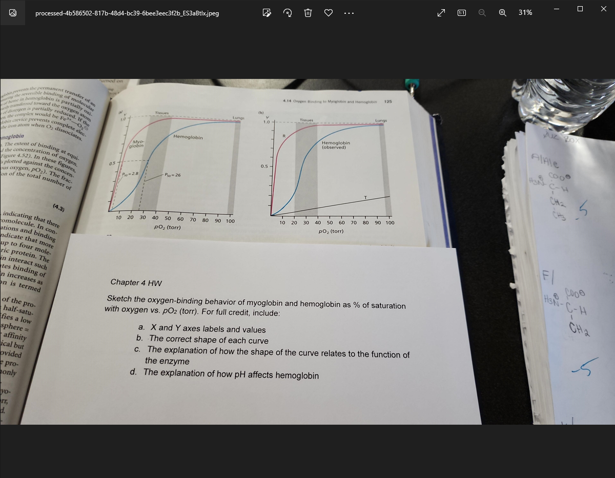 Solved sketch the oxygen-binding behavior of myoglobin and | Chegg.com