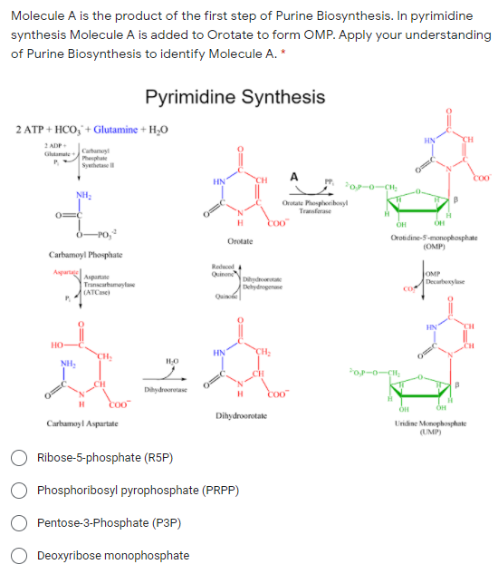 Solved Molecule A is the product of the first step of Purine | Chegg.com