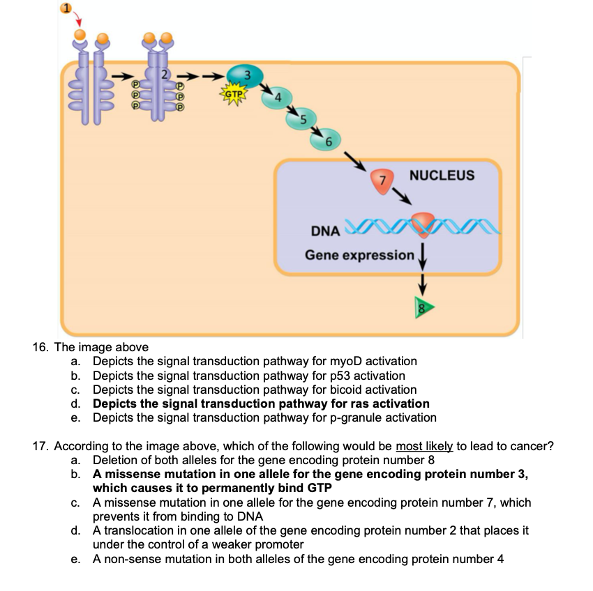 Solved GTp 4 NUCLEUS DNA DO Gene expression 16. The image | Chegg.com