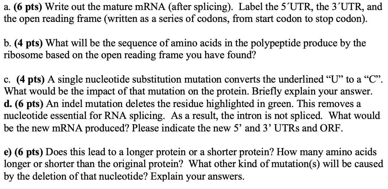 Solved 5. In the following primary RNA sequence, uppercase | Chegg.com