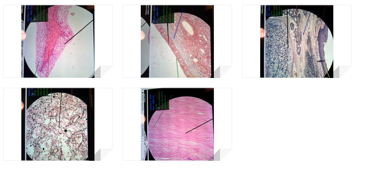 Activity 4: Histology Exercise - Review for Final | Chegg.com