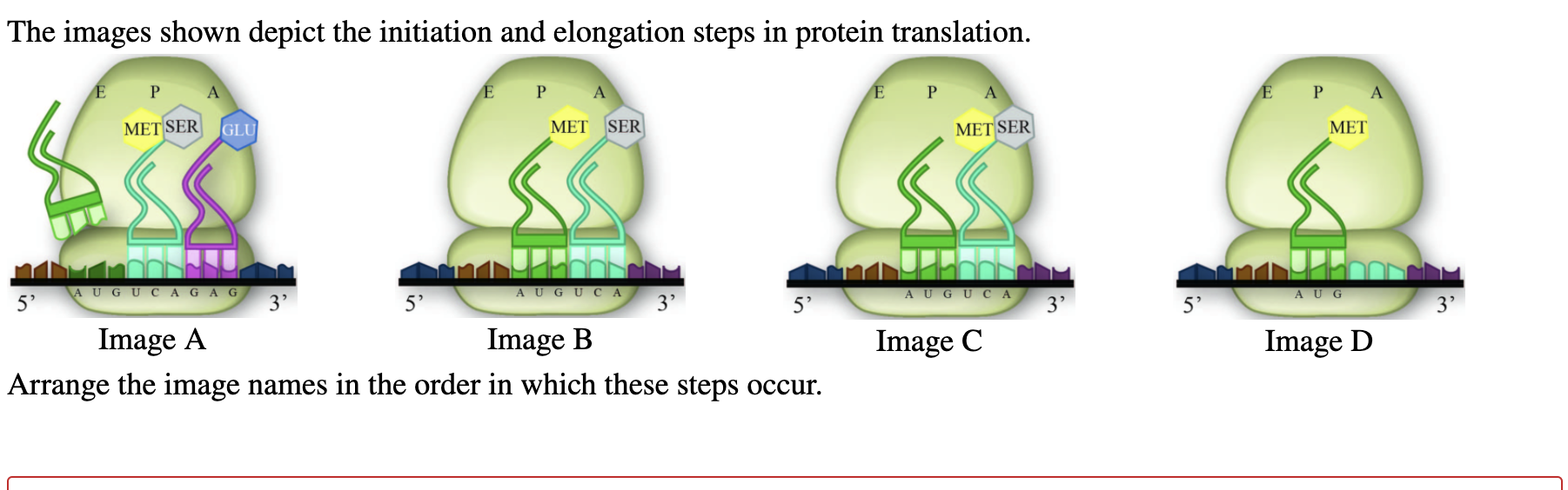 Solved The images shown depict the initiation and elongation | Chegg.com