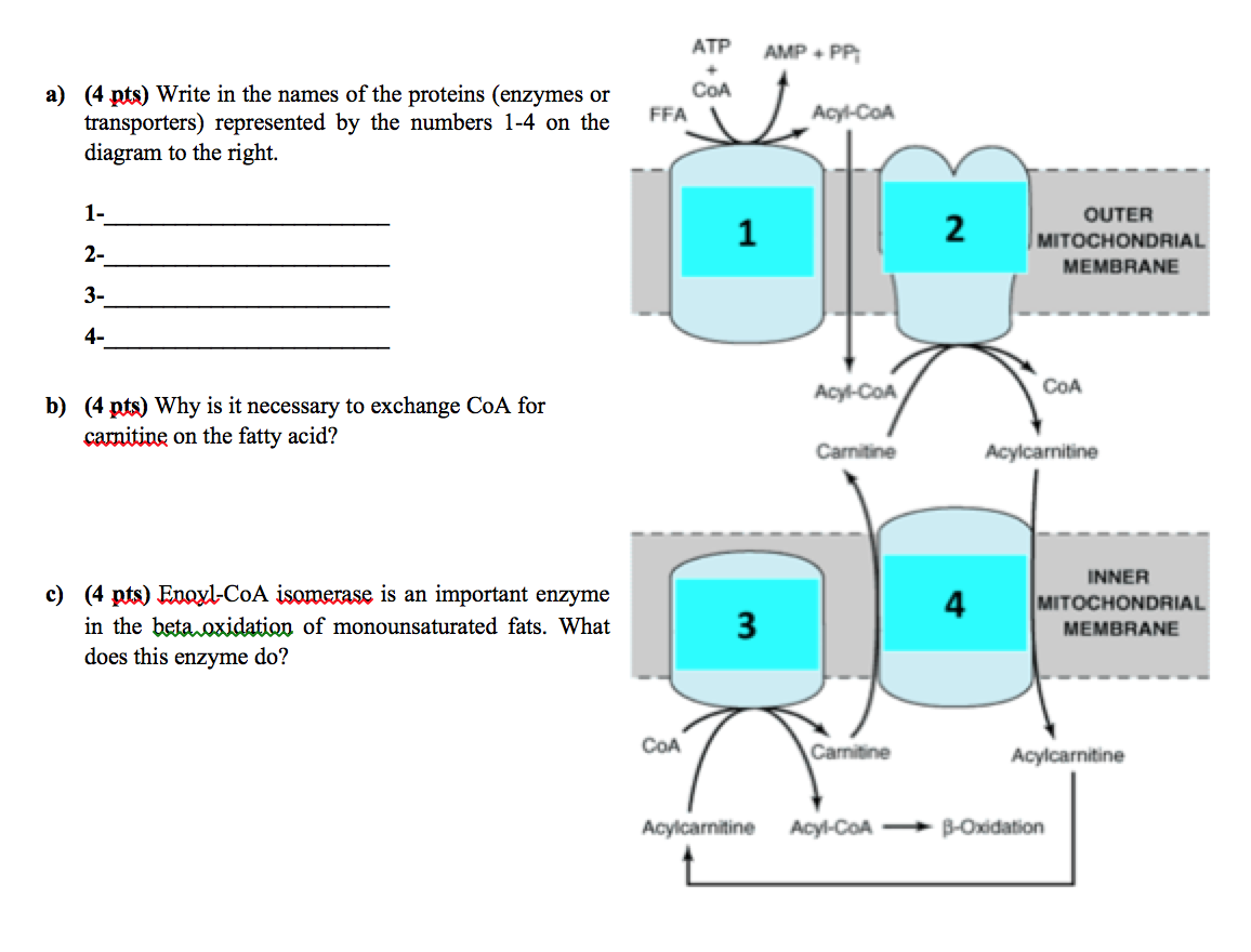 Solved ATP AMPPP COA FFA a) (4 pts) Write in the names of | Chegg.com