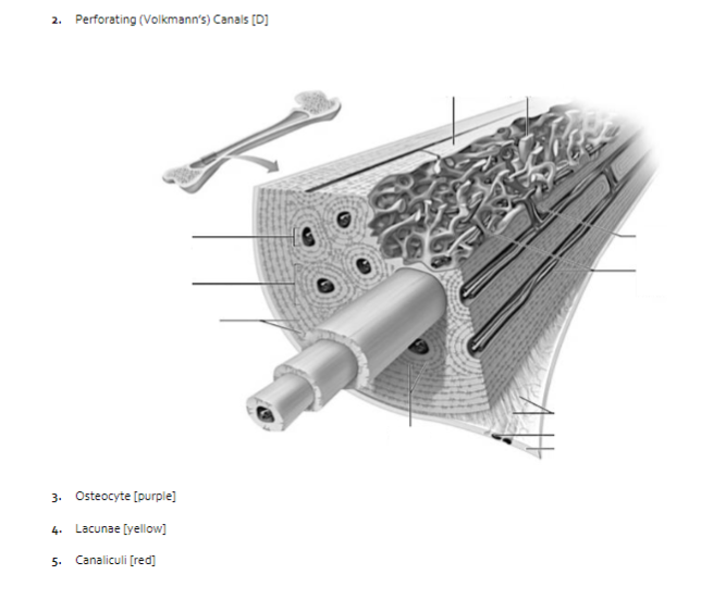 Solved 2. Perforating (Volkmann's) Canals [D] 3. Osteocyte | Chegg.com