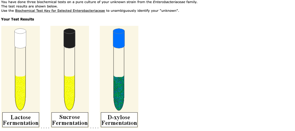 Solved Choose the name of your "unknown" bacterial strain. | Chegg.com