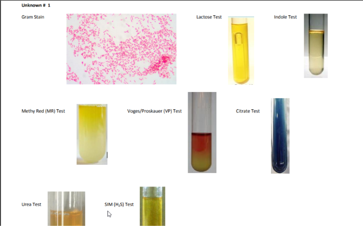 Solved Biochemical Unknown (50 points) Name: Batool Alansari | Chegg.com