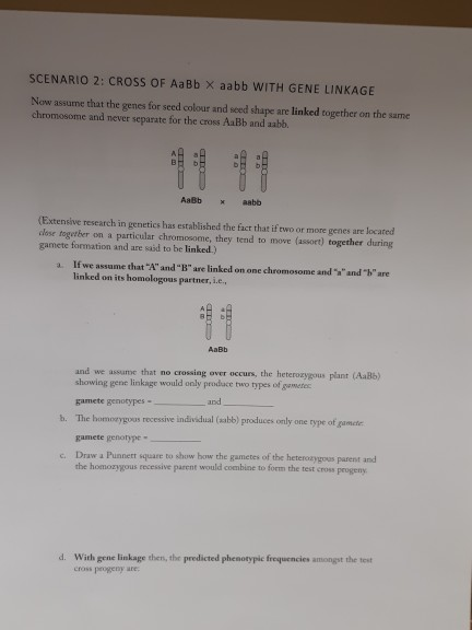 Solved SCENARIO 2: CROSS OF AaBb X aabb WITH GENE LINKAGE | Chegg.com