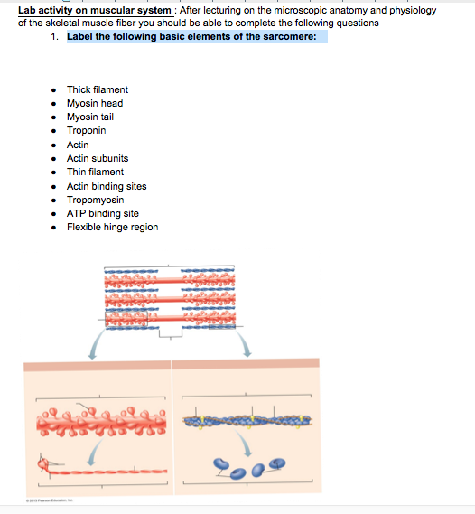 Solved Lab activity on muscular system : After lecturing on | Chegg.com