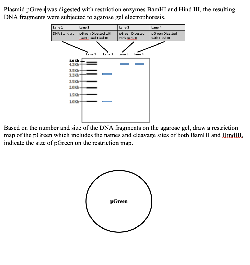 Solved Plasmid pGreen was digested with restriction enzymes | Chegg.com